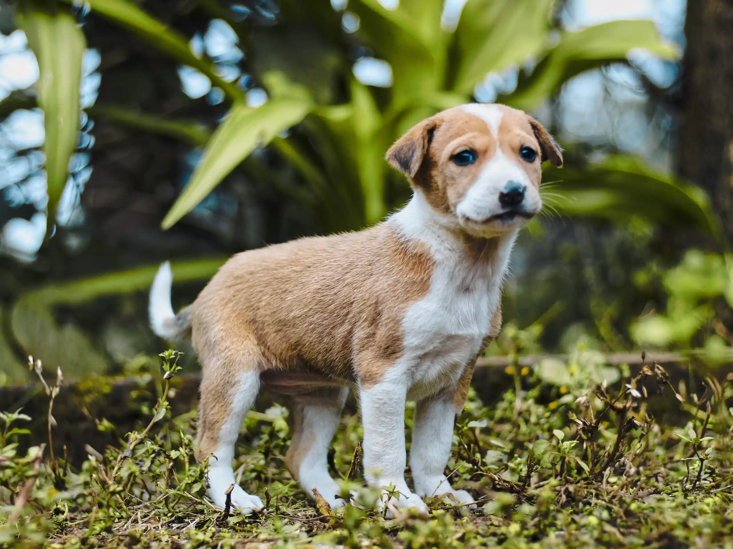 When You Should See The Vet About Mucus In Your Dog s Poop When You Should See The Vet About Mucus In Your Dog s Poop